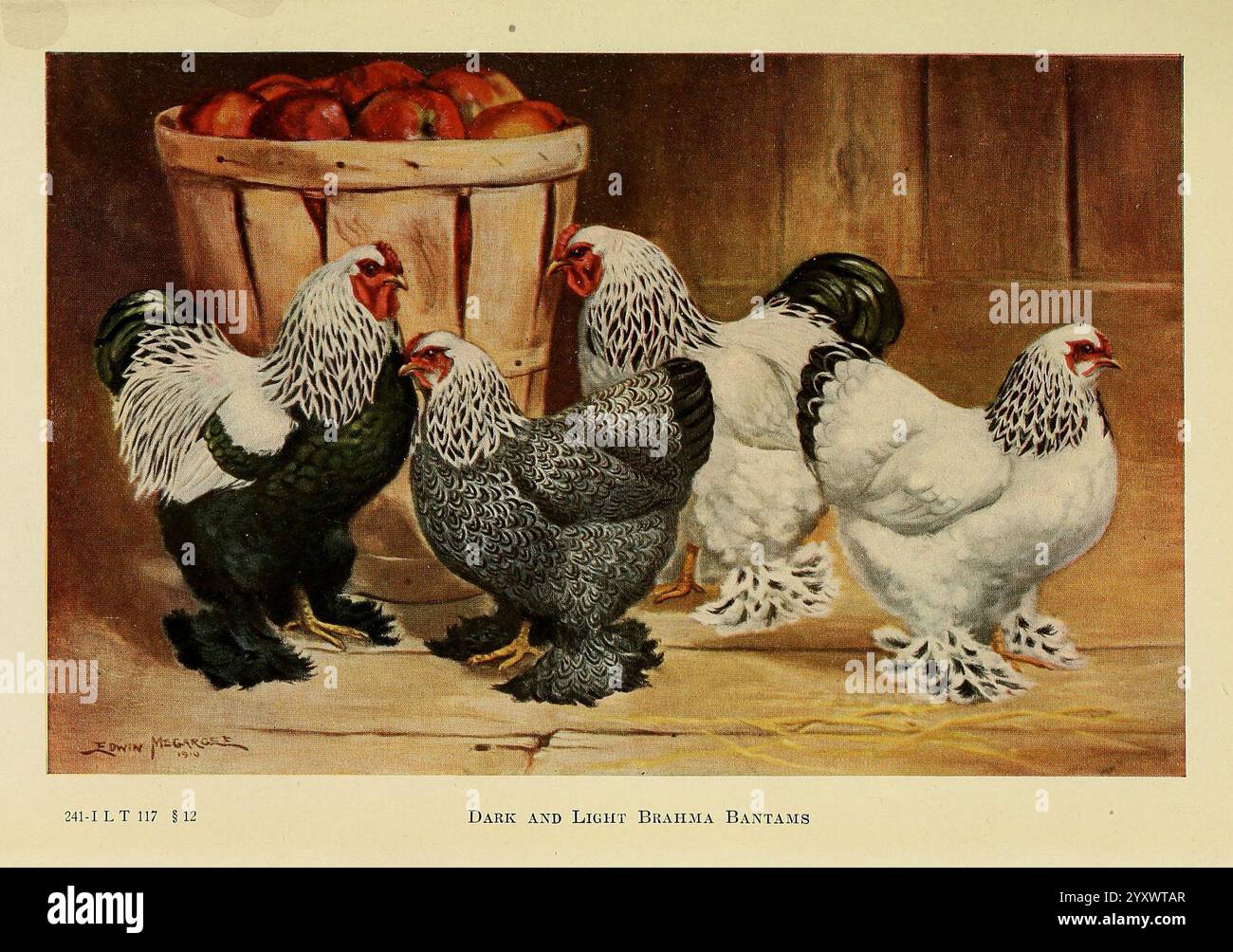 Chickens illustrates hi-res stock photography and images - Alamy