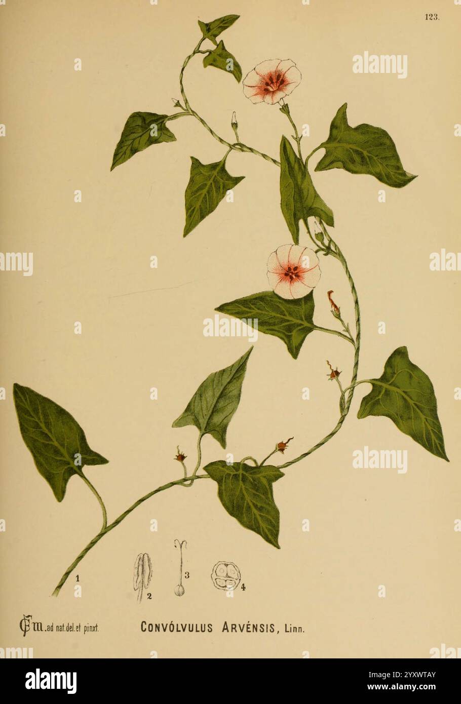 American medicinal plants New York Boericke & Tafel c1887 botany ...