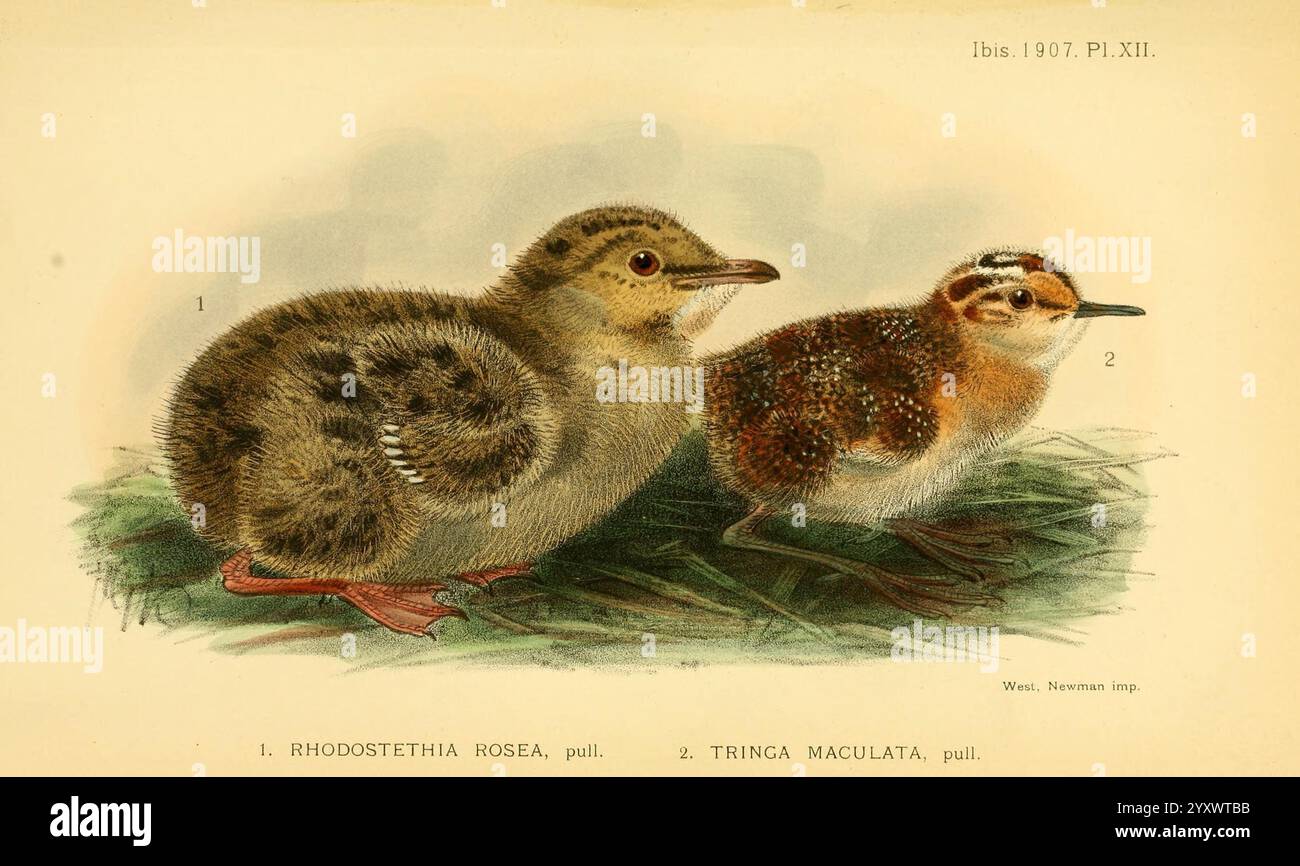 Ibis, London, Published, British Ornithologists' Union, Academic Press ...