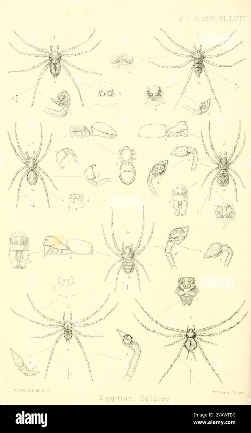 Arachnological classification hi-res stock photography and images - Alamy