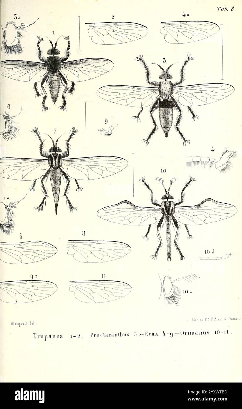 Diptères, exotiques, nouveaux, peu, connus, Paris, Roret, 1838, Diptera ...