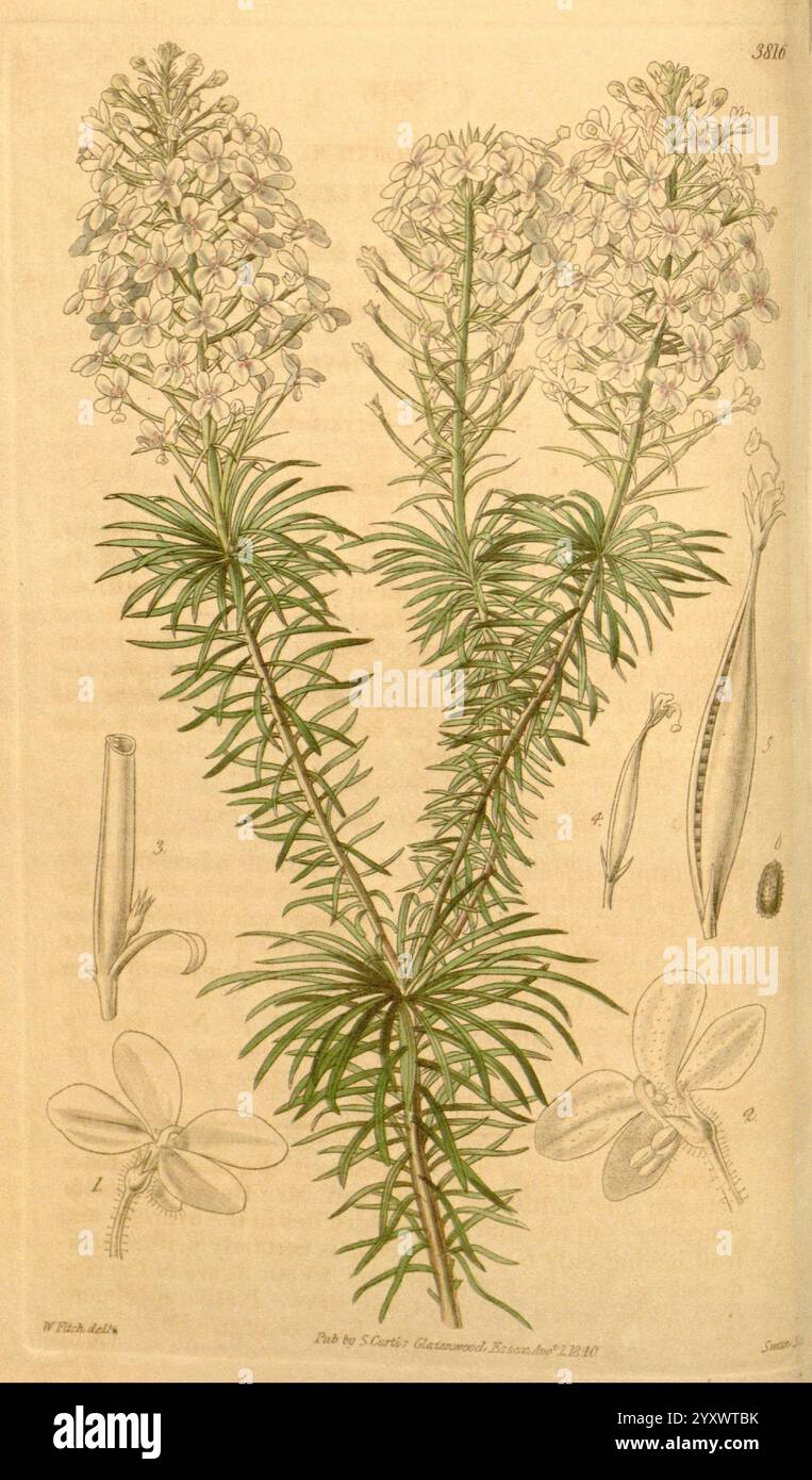 Curtis's Botanical Magazine, London, New York, botanical illustration ...
