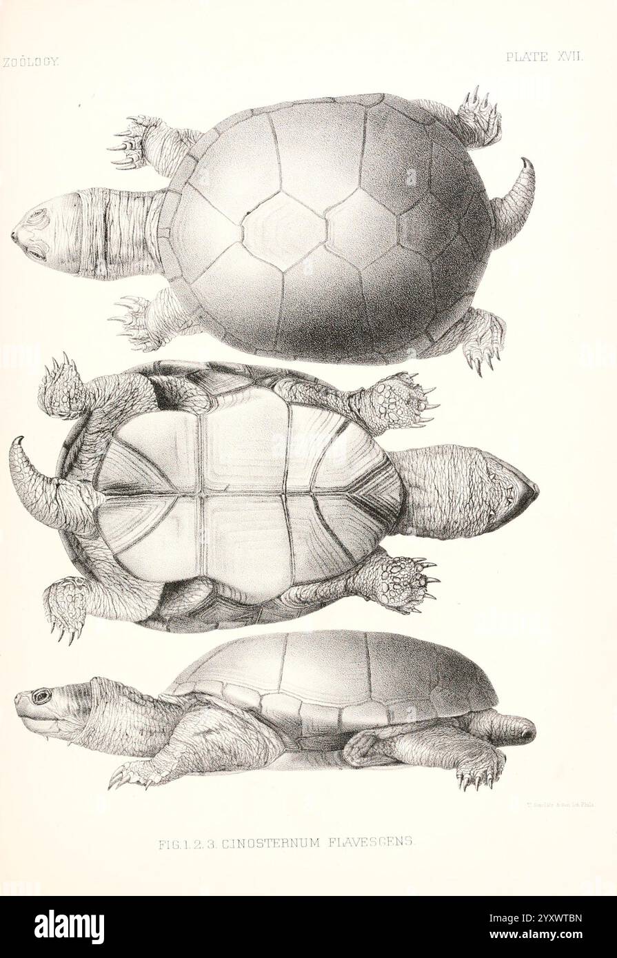 Report United States Geographical surveys West of the one hundredth ...