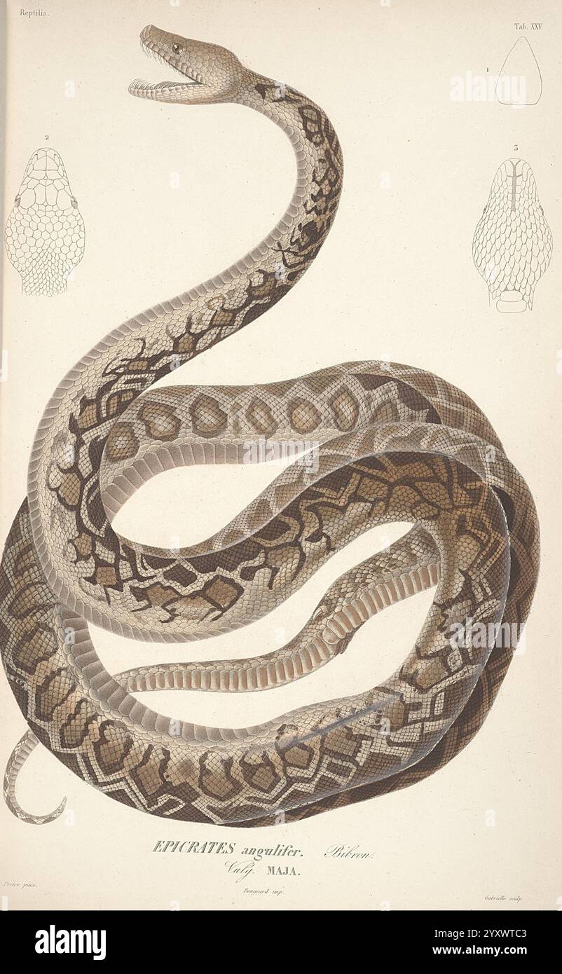 1838 1861 cuba herpetology snakes reptiles epicrates hi-res stock ...