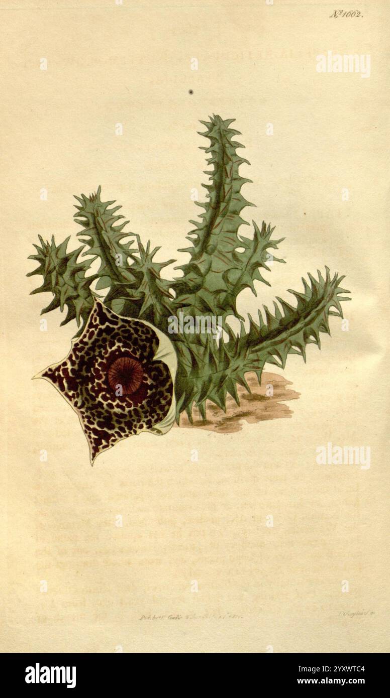Family apocynaceae south africa sydenham teast edwards stapelia hi-res ...