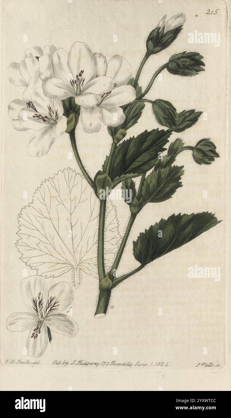 Geraniaceae, London, Printed for James Ridgway, Piccadilly, 1820-1830 ...