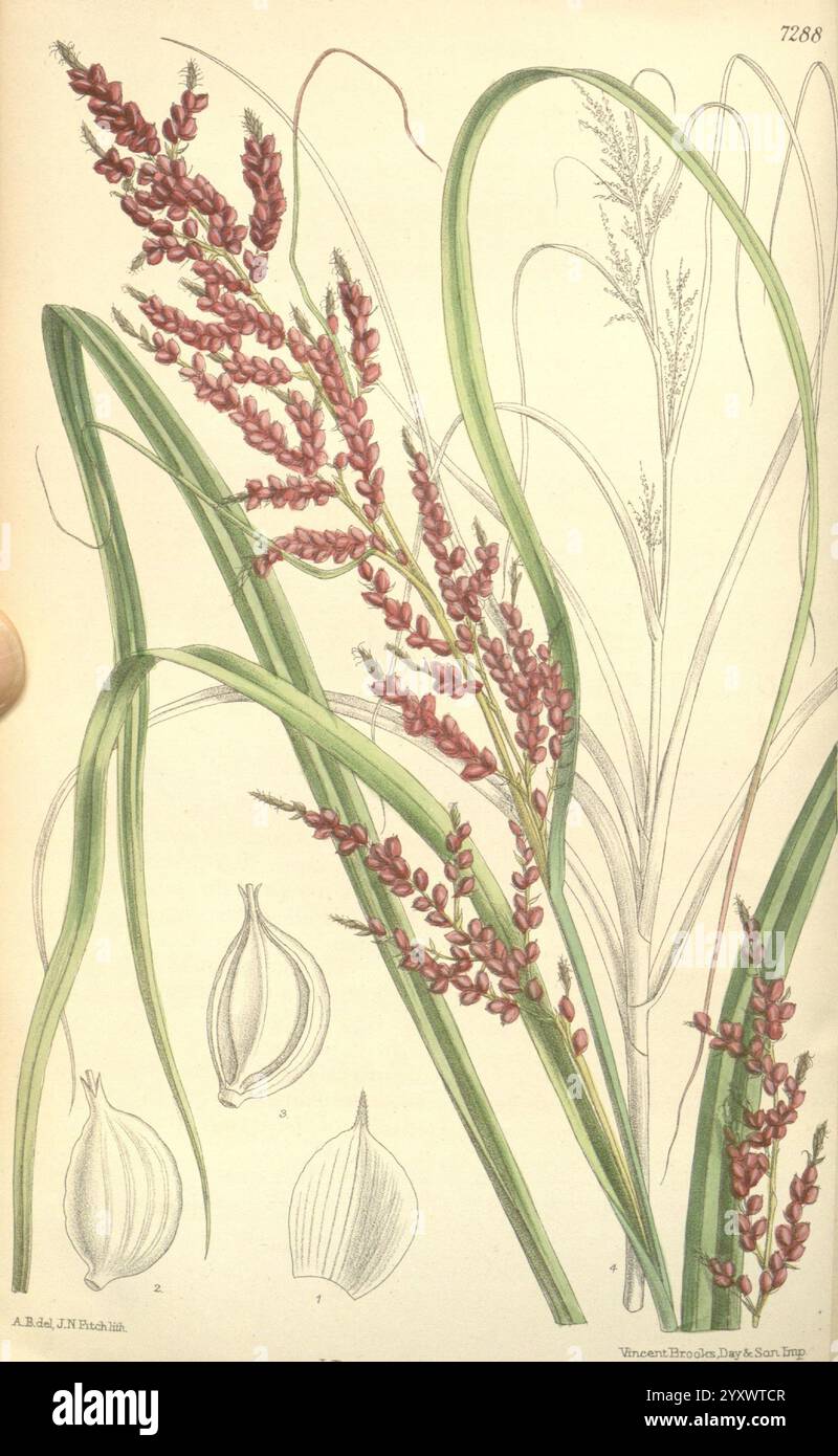 Curtis's Botanical Magazine, London, New York, Botanical Illustration ...