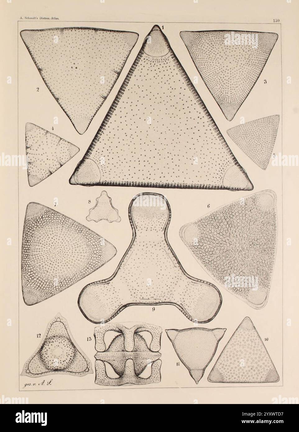 Atlas der Diatomaceen-Kunde, Leipzig, O.R. Reisland, 1874-19, atlases ...