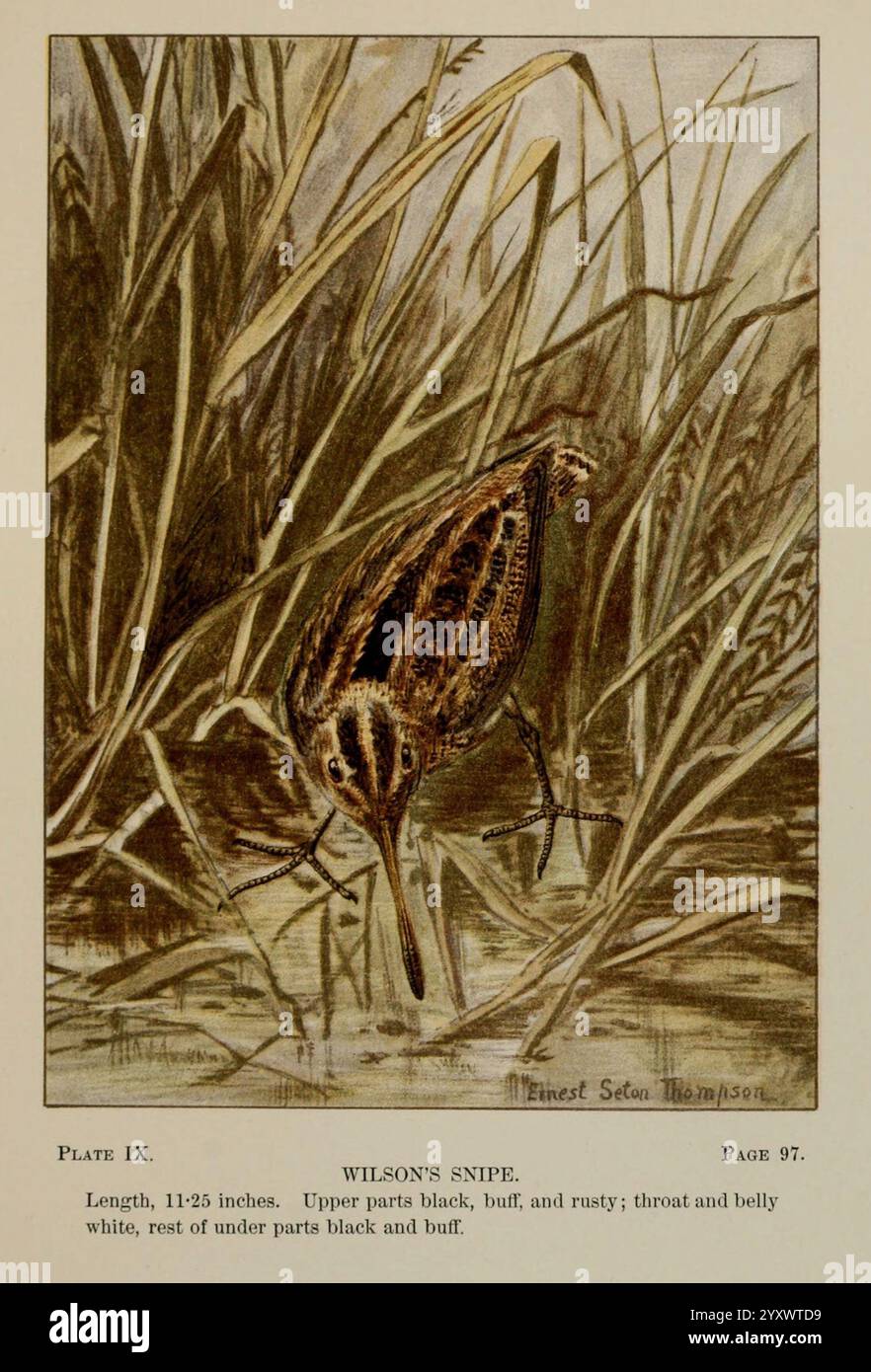 Snipes unique plumage hi-res stock photography and images - Alamy