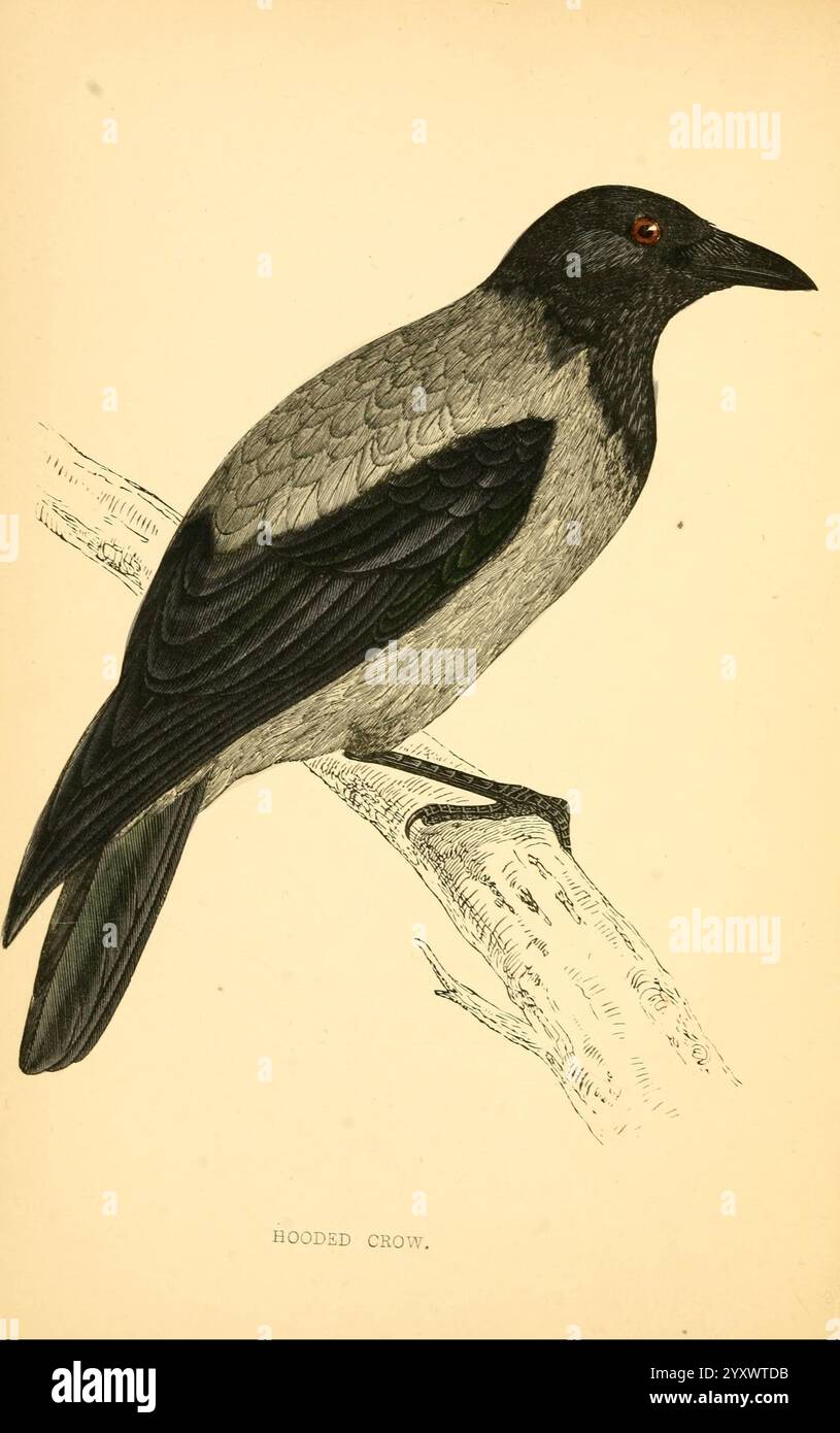 Crows significance hi-res stock photography and images - Alamy