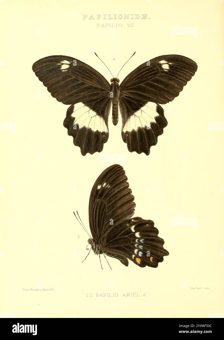 Intricate wing textures hi-res stock photography and images - Alamy