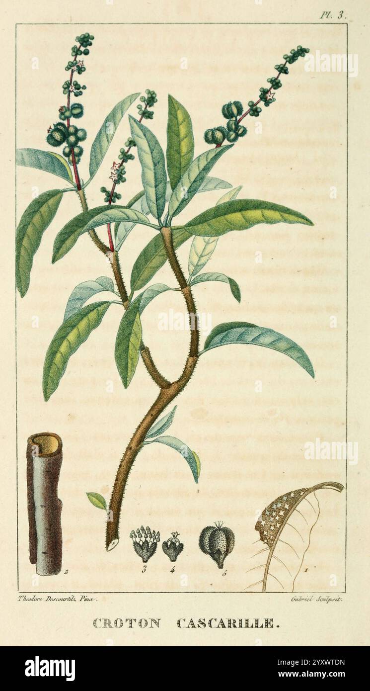 Flore Pittoresque Medicale Antilles Volume 1 Paris Pichard 1821-1829 ...