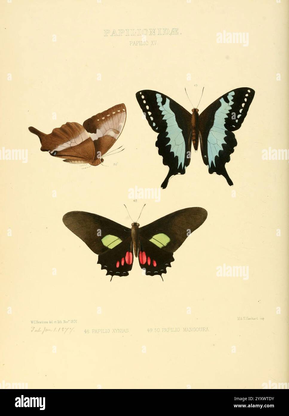 Illustration showcases three distinct butterfly species hi-res stock ...