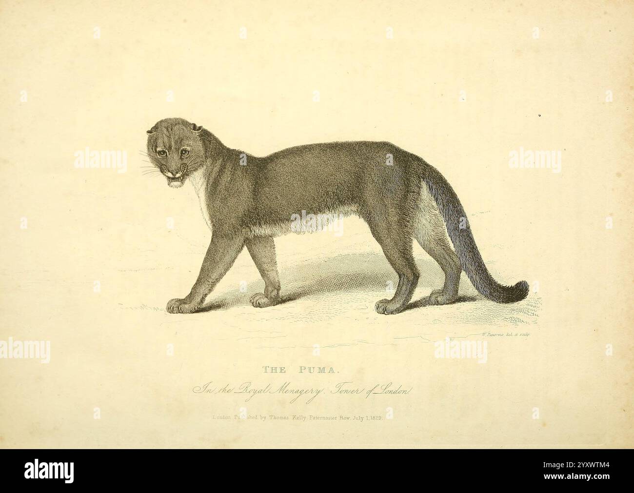 The Wonders Of The Animal Kingdom London T. Kelly 1830 Great Britain ...