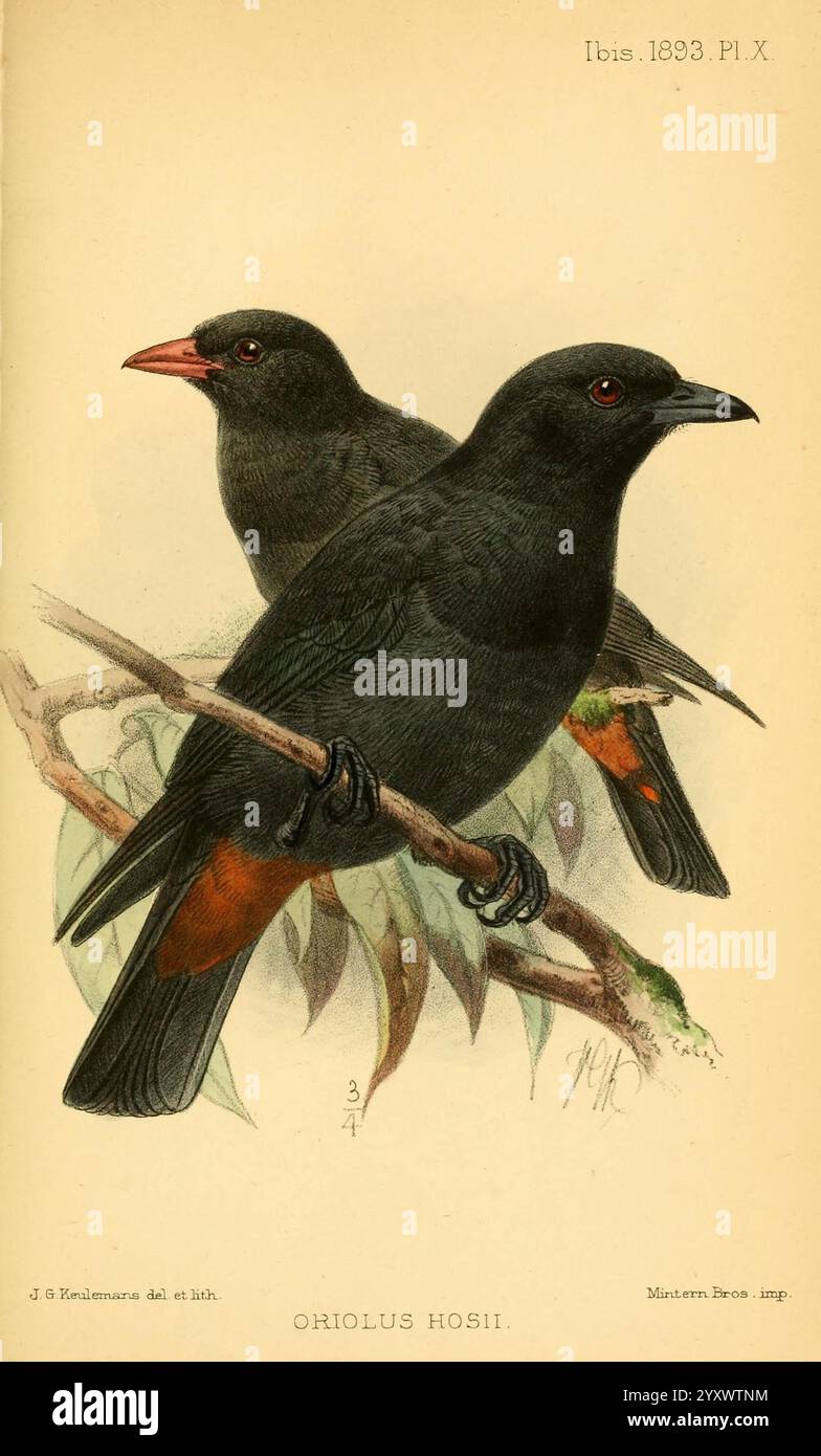 Uniform dark feathers hi-res stock photography and images - Alamy