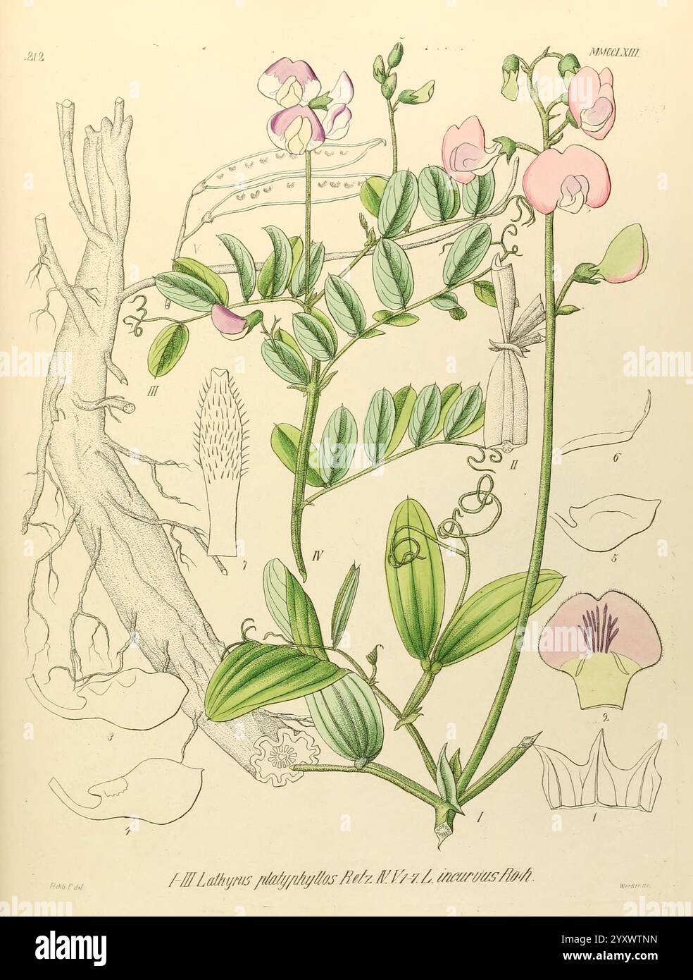 Plant lathyrus polyphyllus hi-res stock photography and images - Alamy