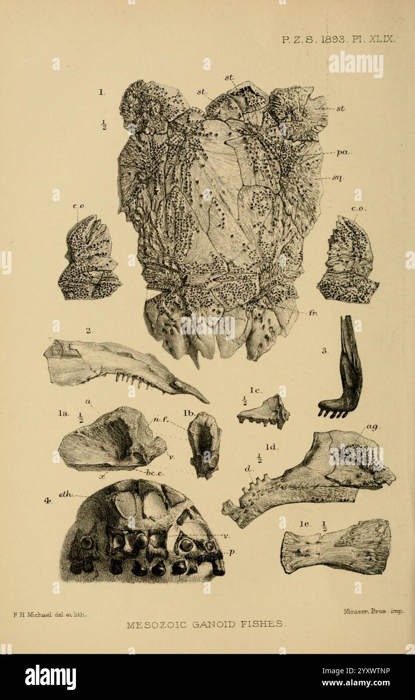 Proceedings of the Zoological Society of London, London, Academic Press ...