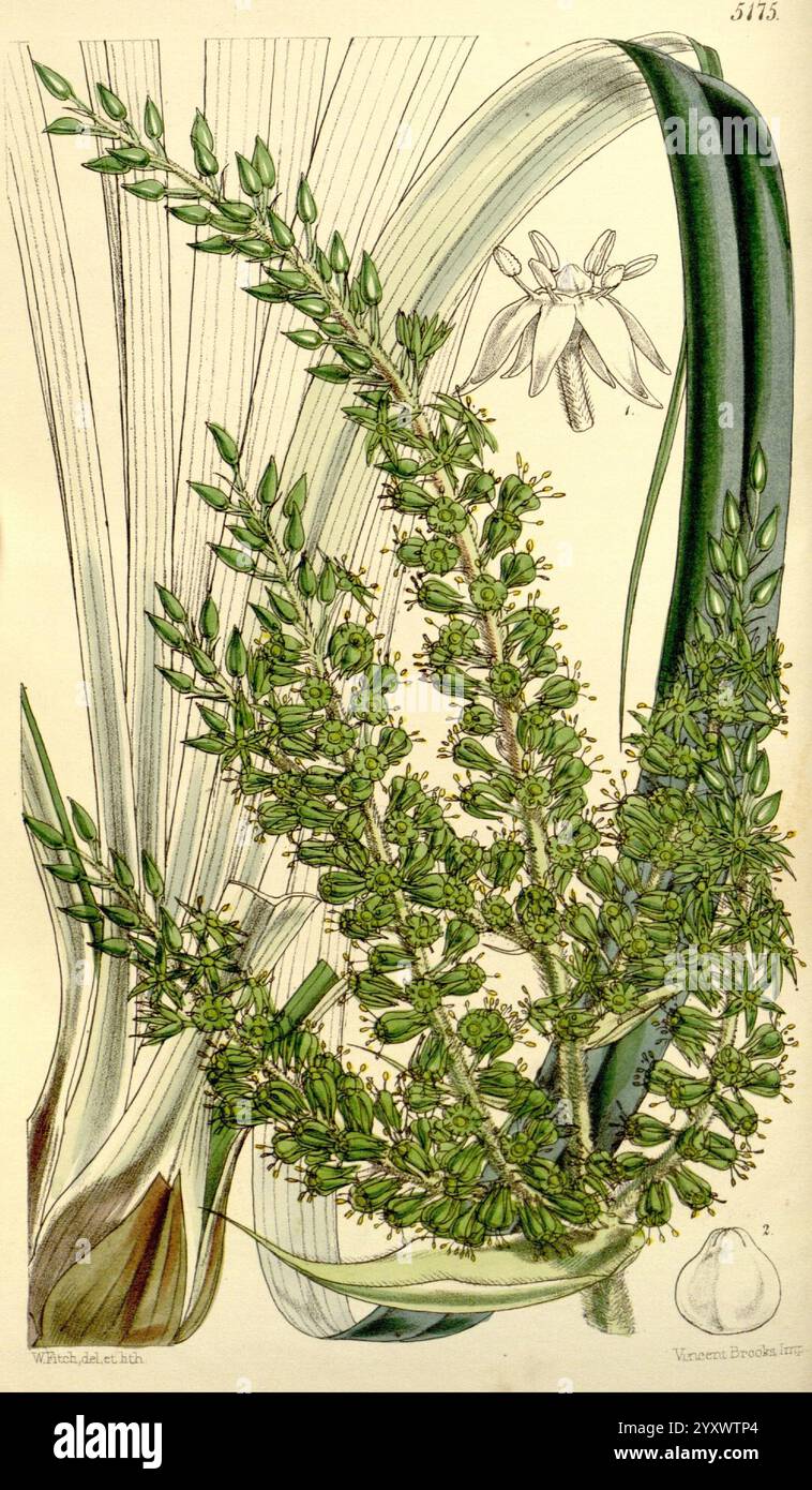 Curtis's Botanical Magazine, London, New York, botany, periodicals ...