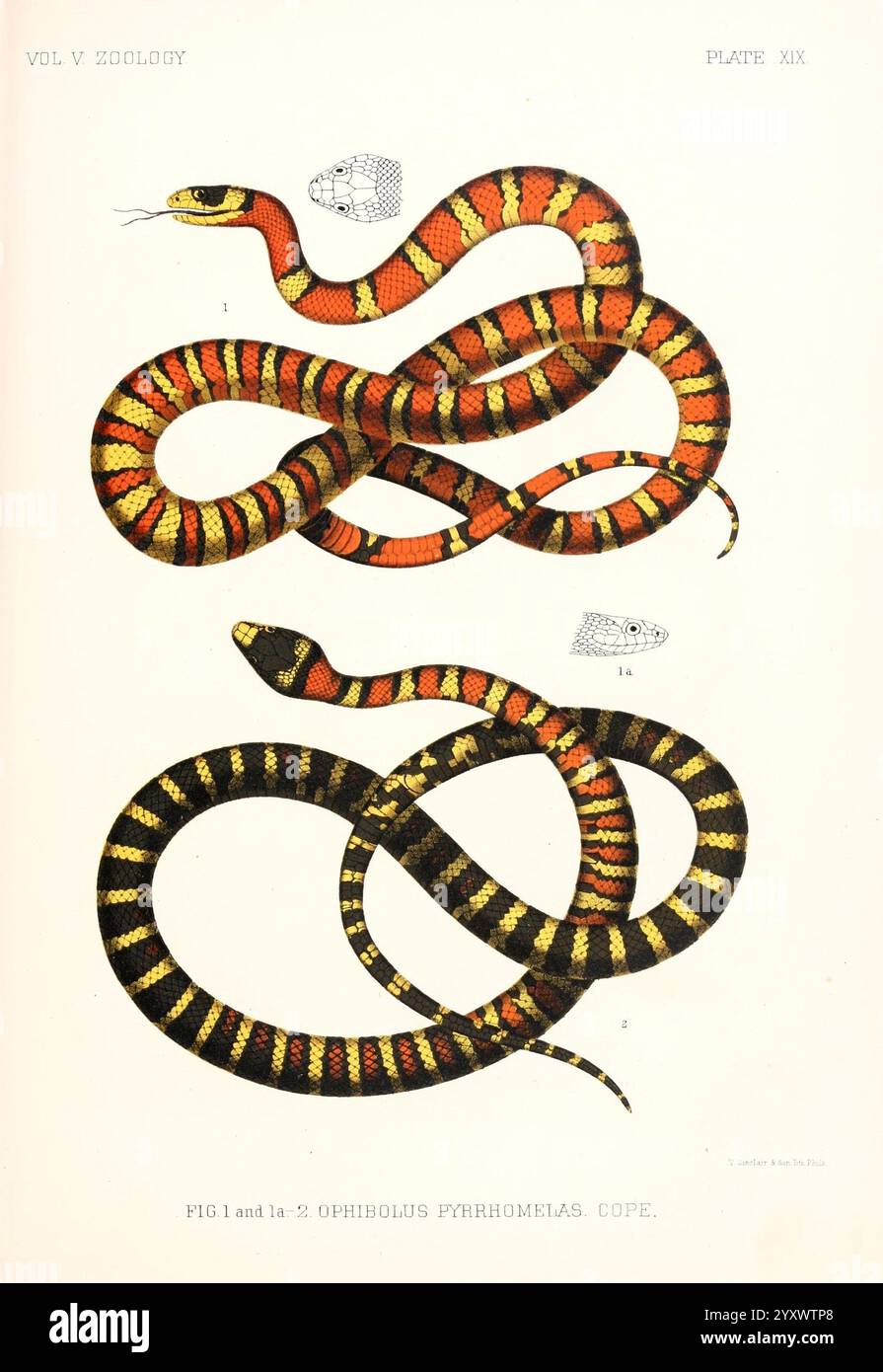 Two distinct snake species hi-res stock photography and images - Alamy