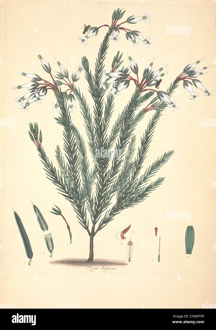 Central tree features elongated hi-res stock photography and images - Alamy