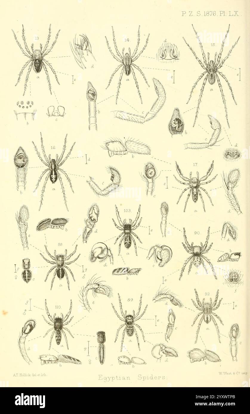 Leg configurations hi-res stock photography and images - Alamy