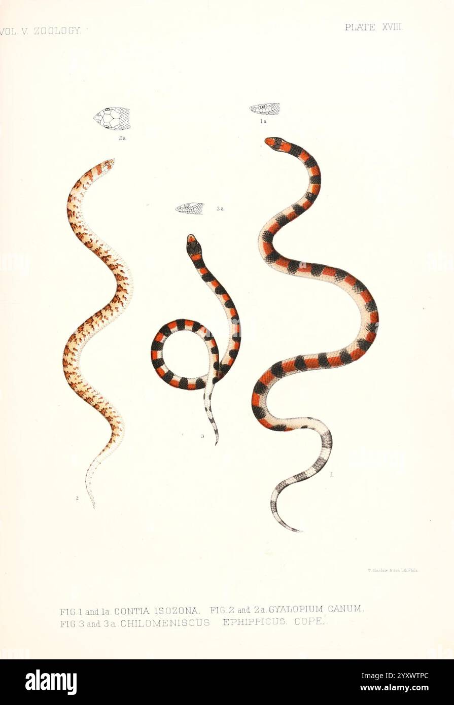 Two elongated serpents hi-res stock photography and images - Alamy