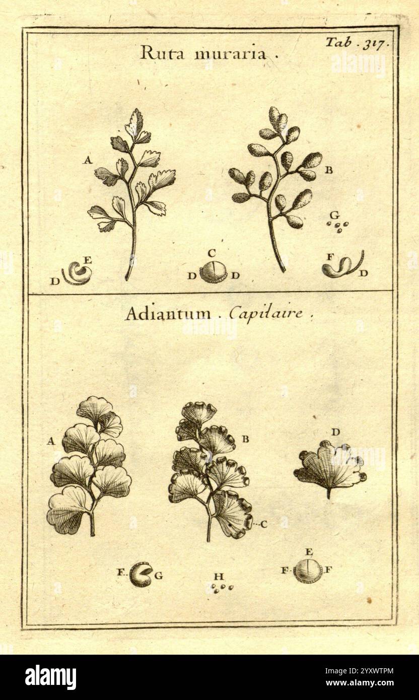 Botany prelinnean works hi-res stock photography and images - Alamy