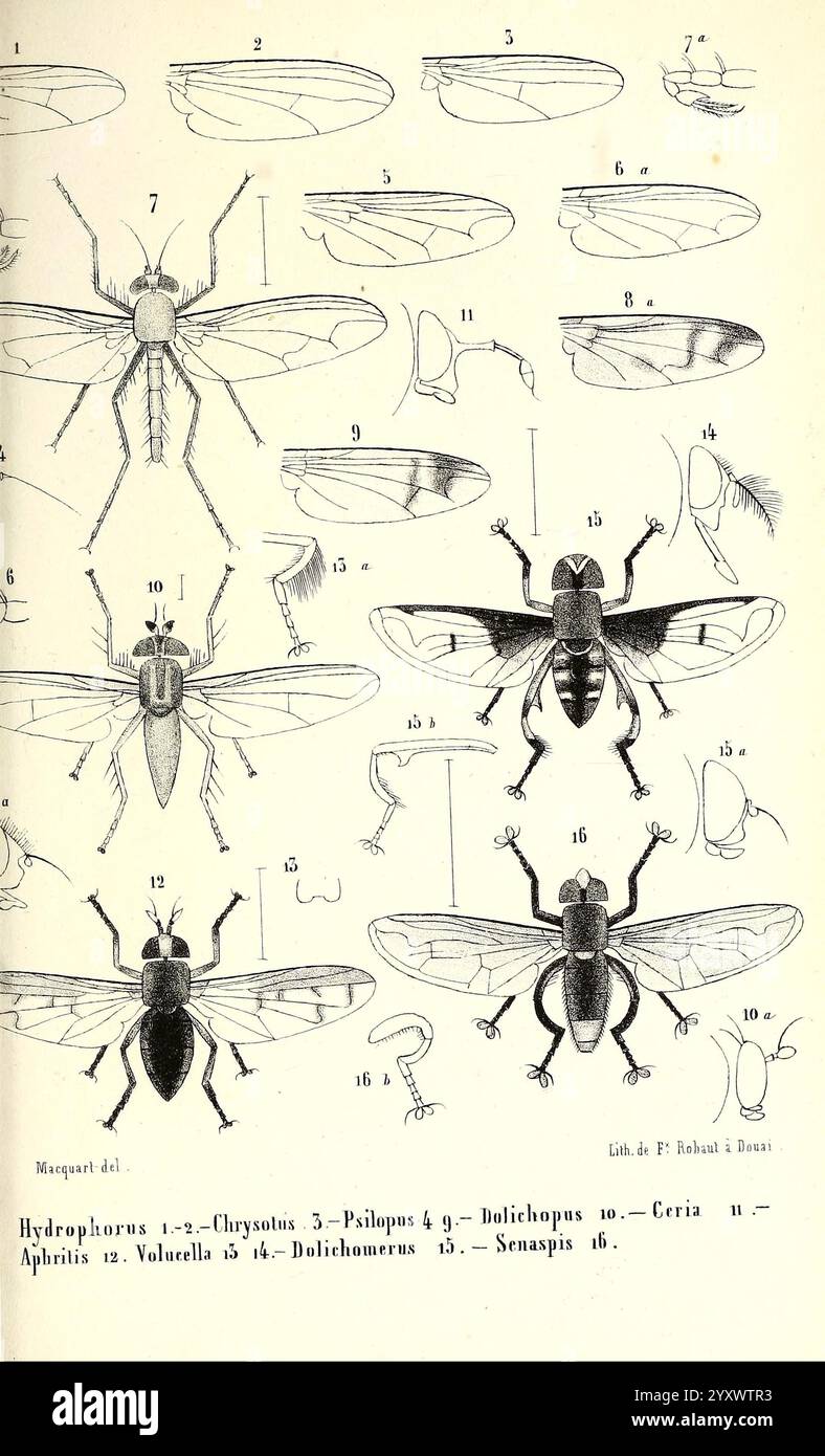 Nouveaux ou peu connus paris roret 1838 1843 diptera hi-res stock ...