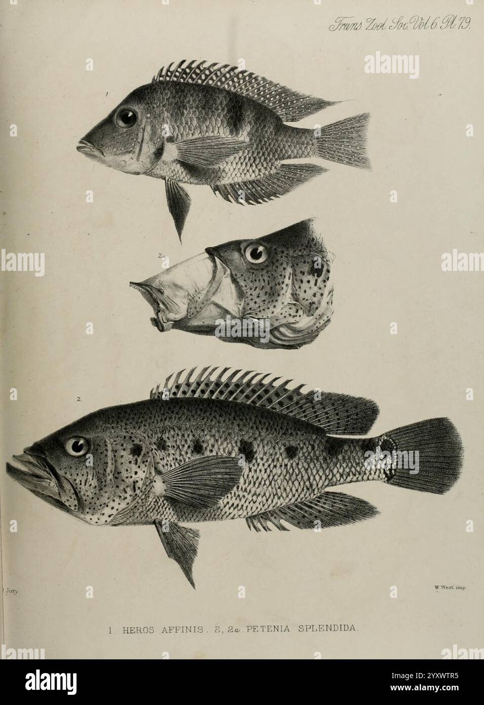 Specifically three distinct fish species hi-res stock photography and images - Alamy