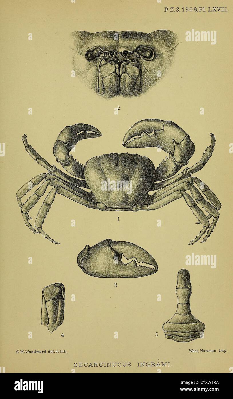 Additional drawings depict hi-res stock photography and images - Alamy