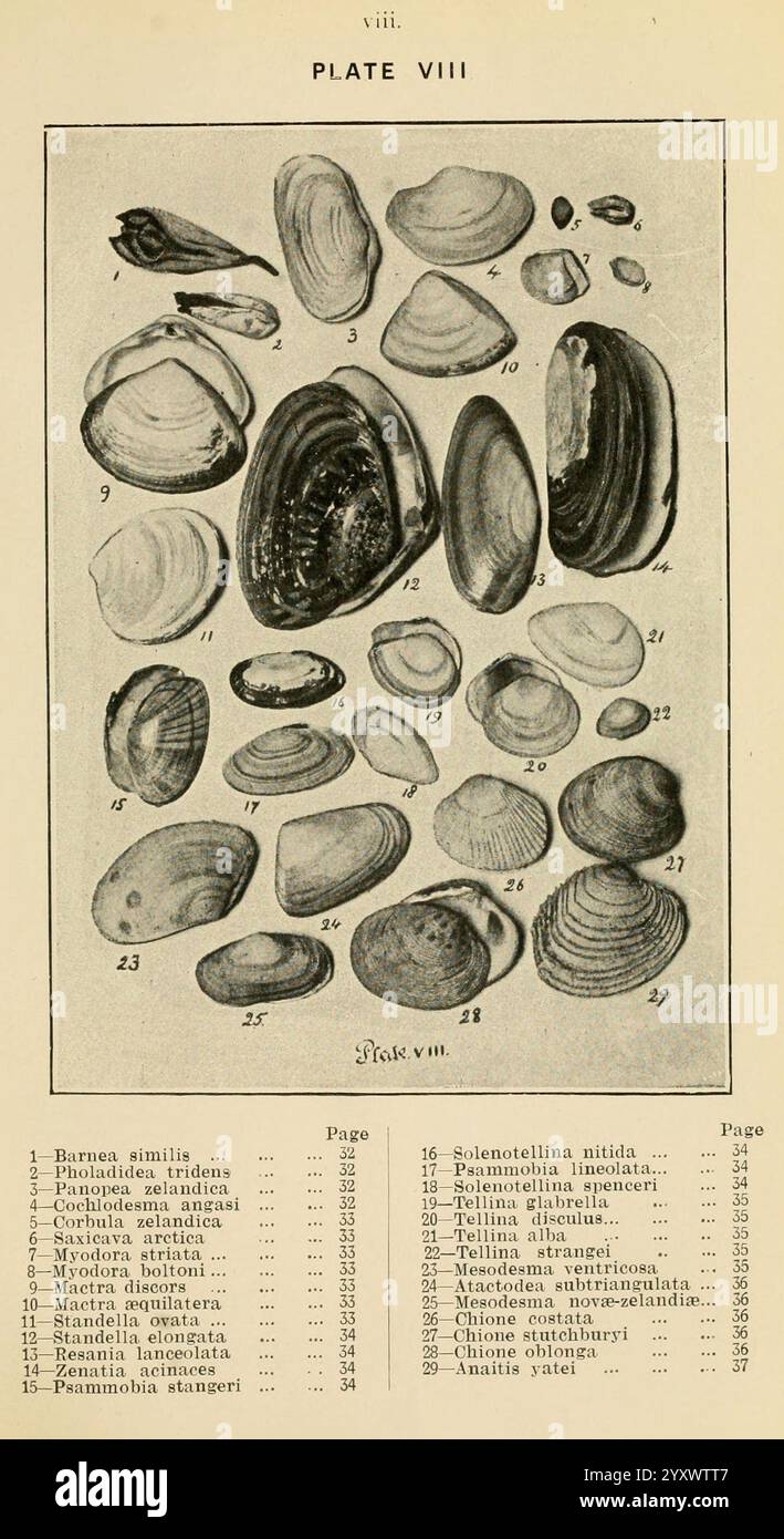 Beautiful shells of New Zealand, Auckland, Collins Bros, 1908, New ...