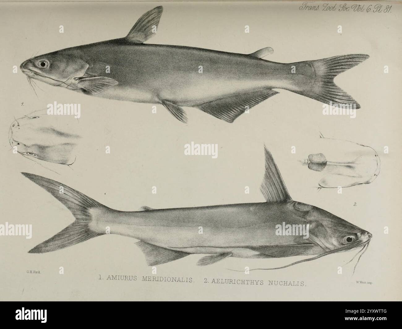 Fishs classification hi-res stock photography and images - Alamy