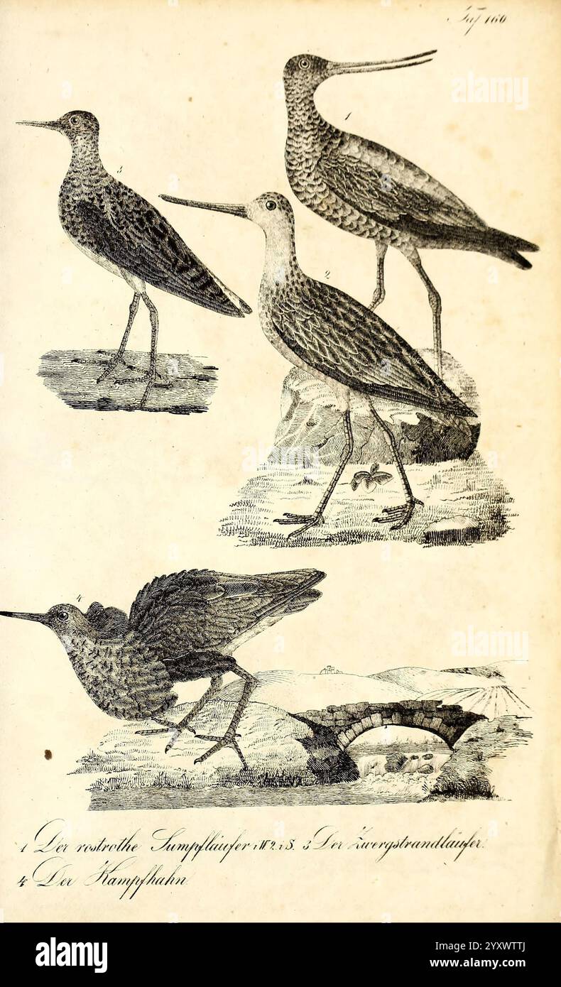 Various sandpiper species hi-res stock photography and images - Alamy