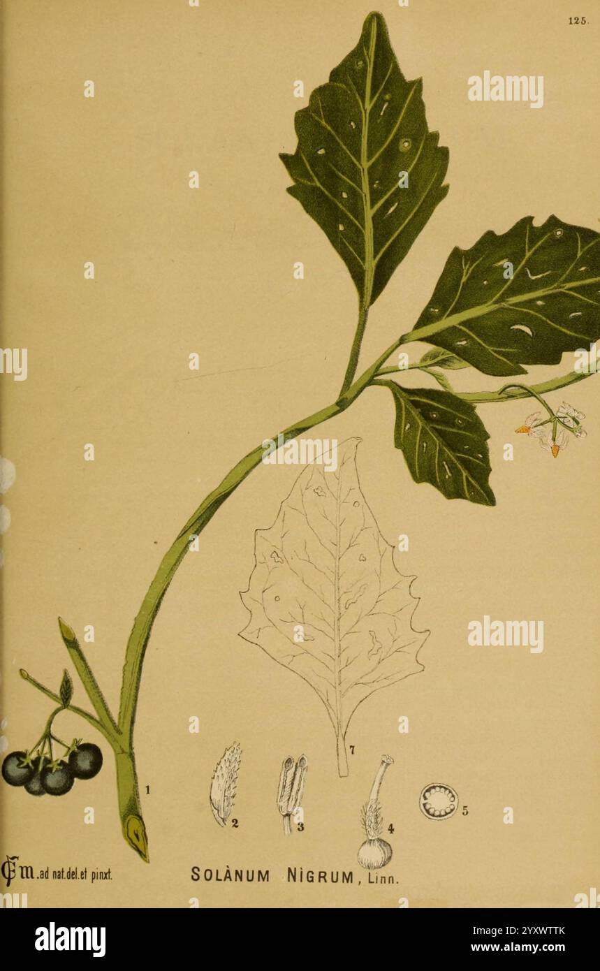 Characteristic lobed edges hi-res stock photography and images - Alamy