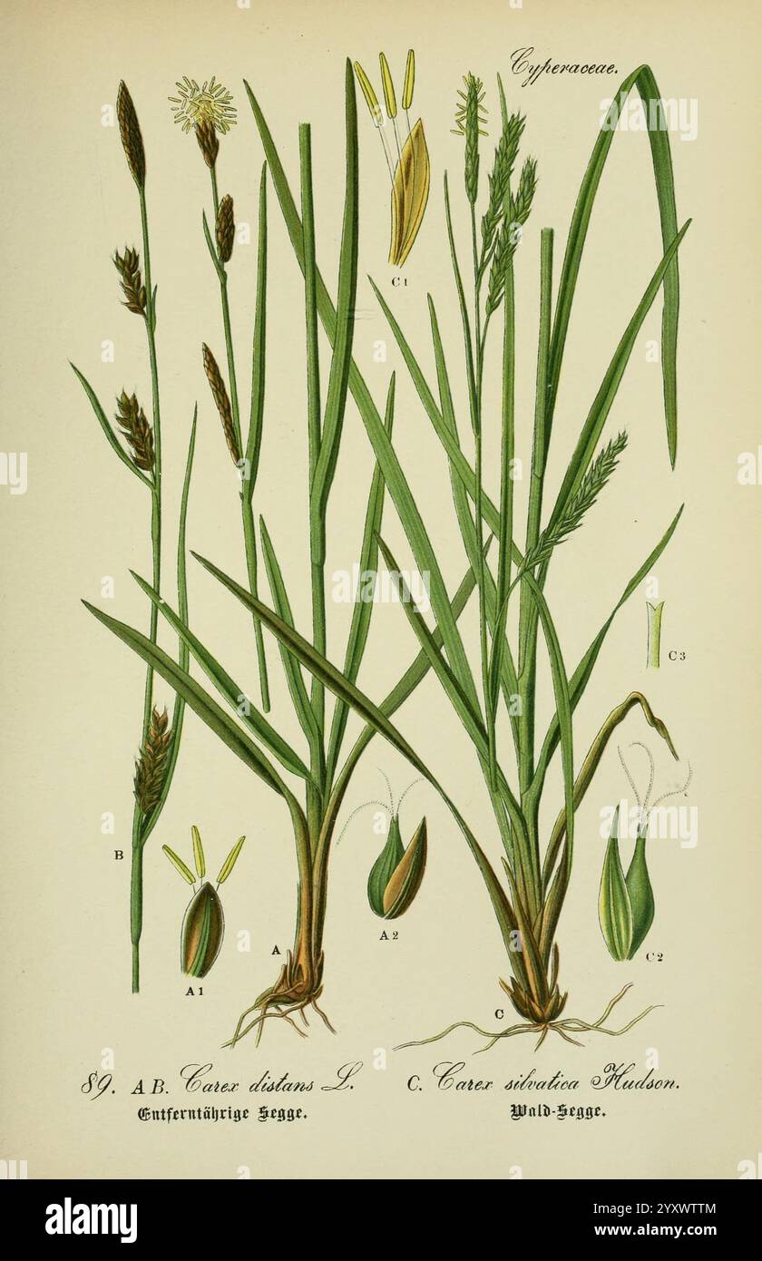 Carex sylvatica carex distans hi-res stock photography and images - Alamy