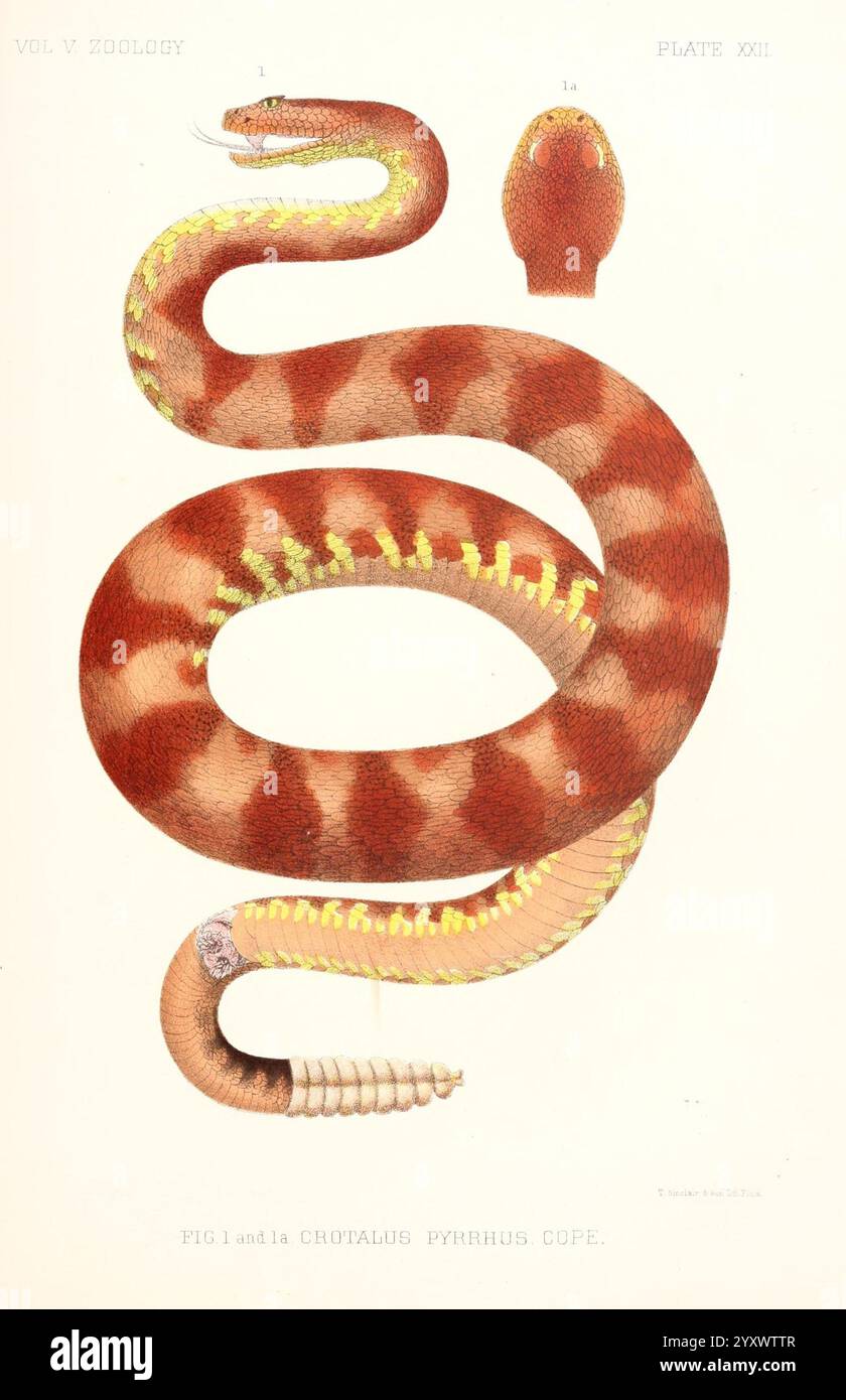 Crotalus pyrrhus cope hi-res stock photography and images - Alamy