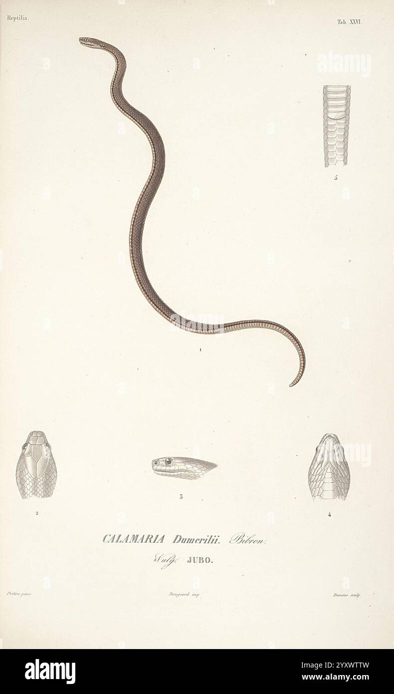 Subtle anatomical features hi-res stock photography and images - Alamy