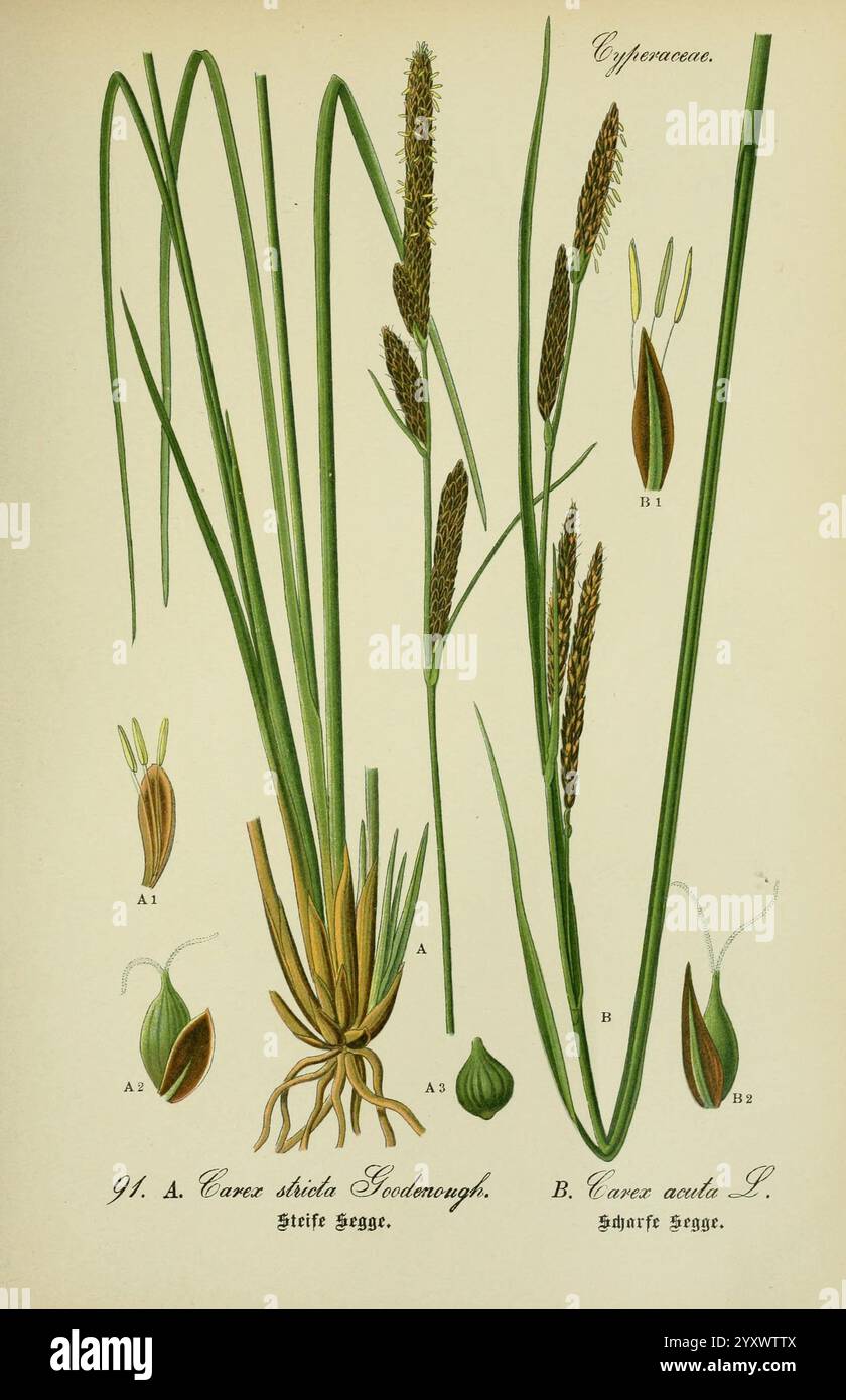 Flora von Deutschland, Österreich und der Schweiz, Gera, Zezschwitz ...