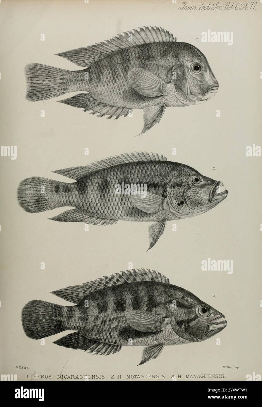 Illustration showcases three distinct species of fish hi-res stock ...