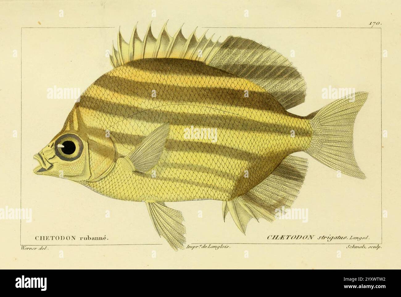 Prominent lateral stripes hi-res stock photography and images - Alamy