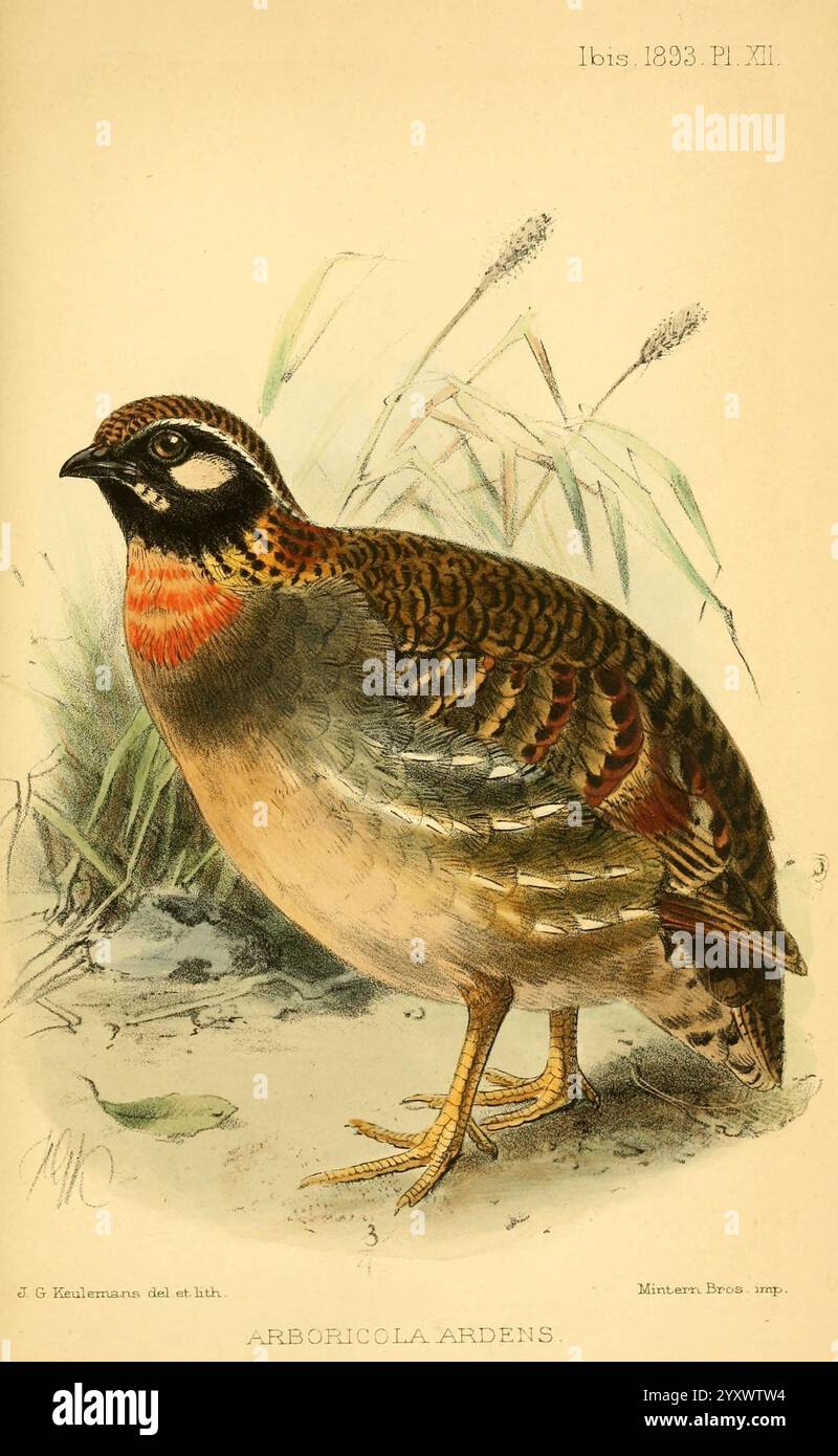 Proudly amidst subtle background elements hi-res stock photography and ...