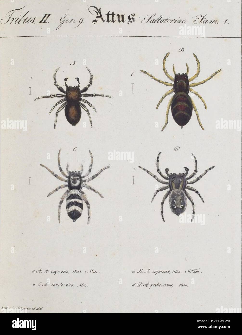 Genus attus hi-res stock photography and images - Alamy