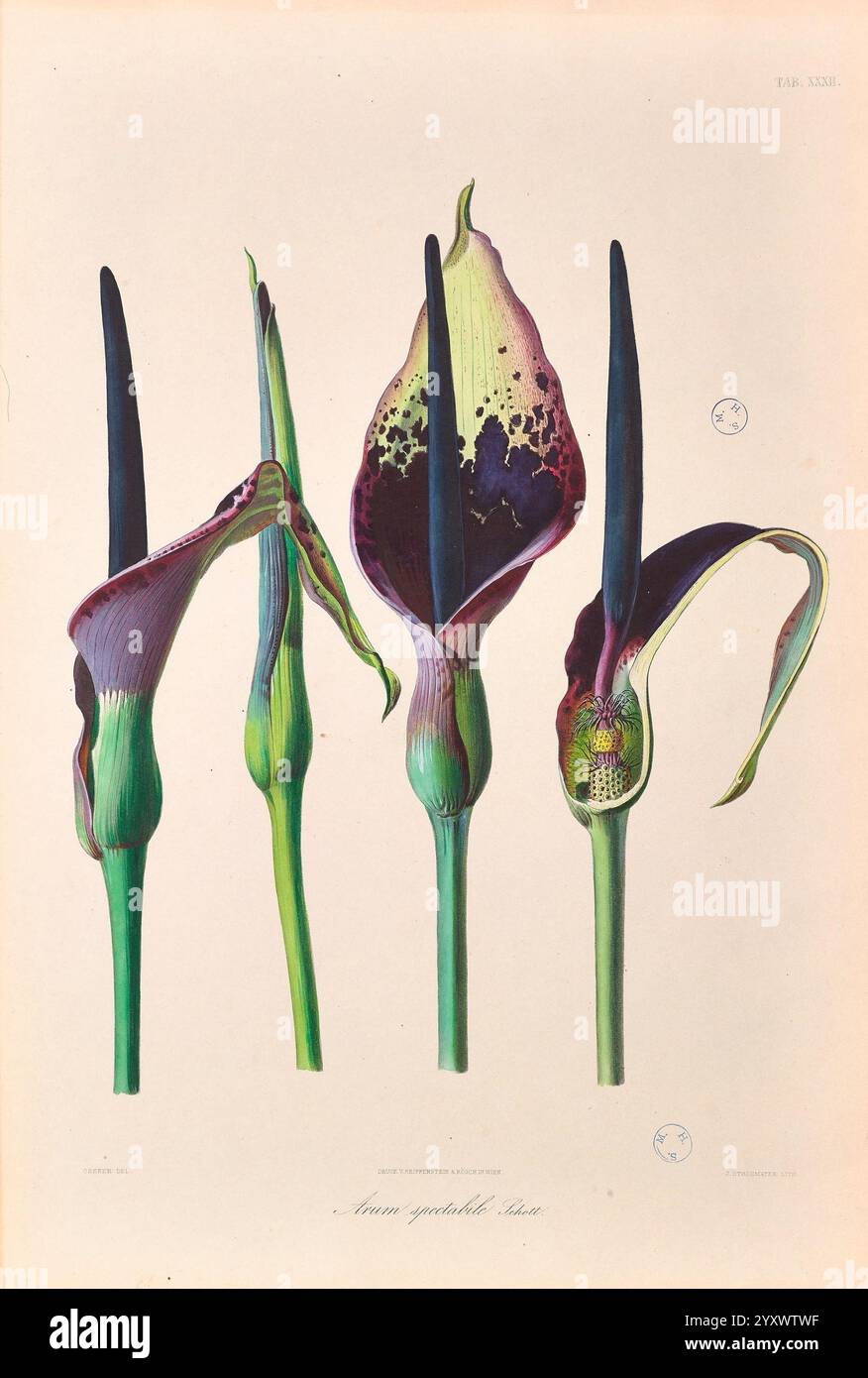 Four distinct blooms hi-res stock photography and images - Alamy