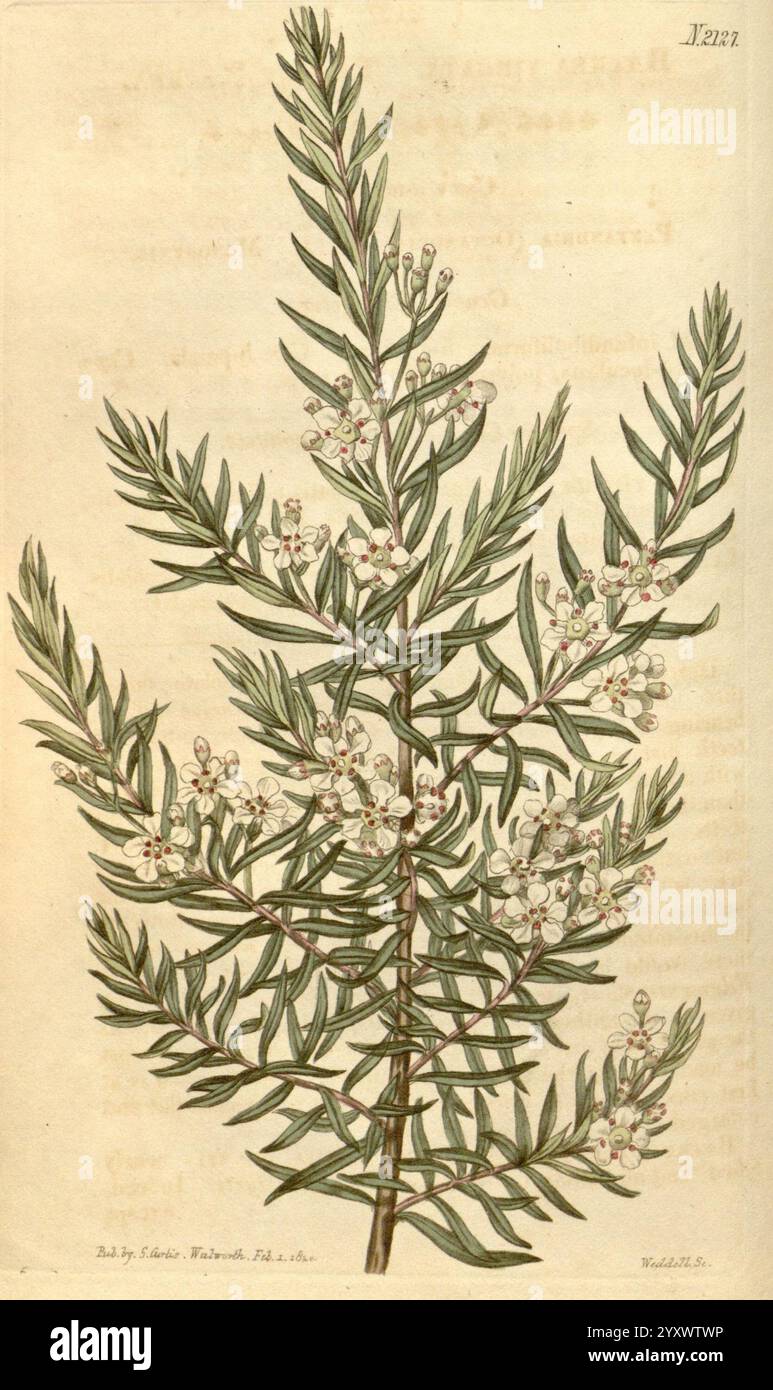 Curtis's Botanical Magazine London New York etc. botanical illustration ...