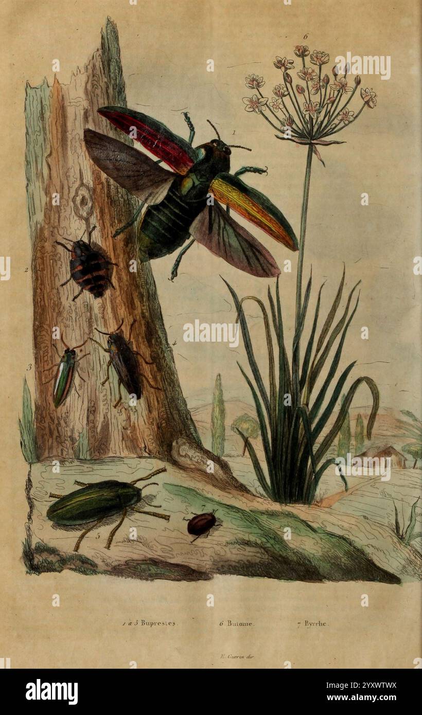 Background features detailed foliage hi-res stock photography and ...