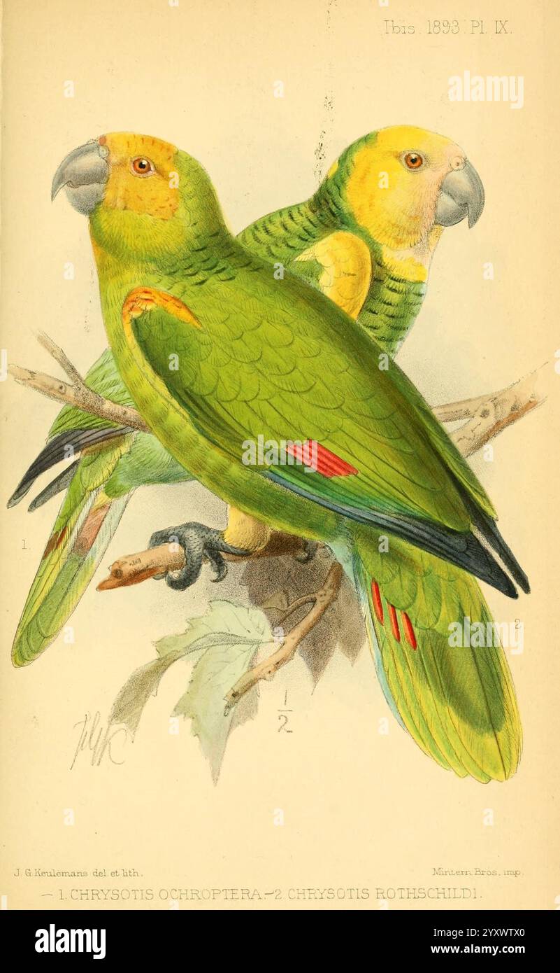 Yellow perch anatomy hi-res stock photography and images - Alamy