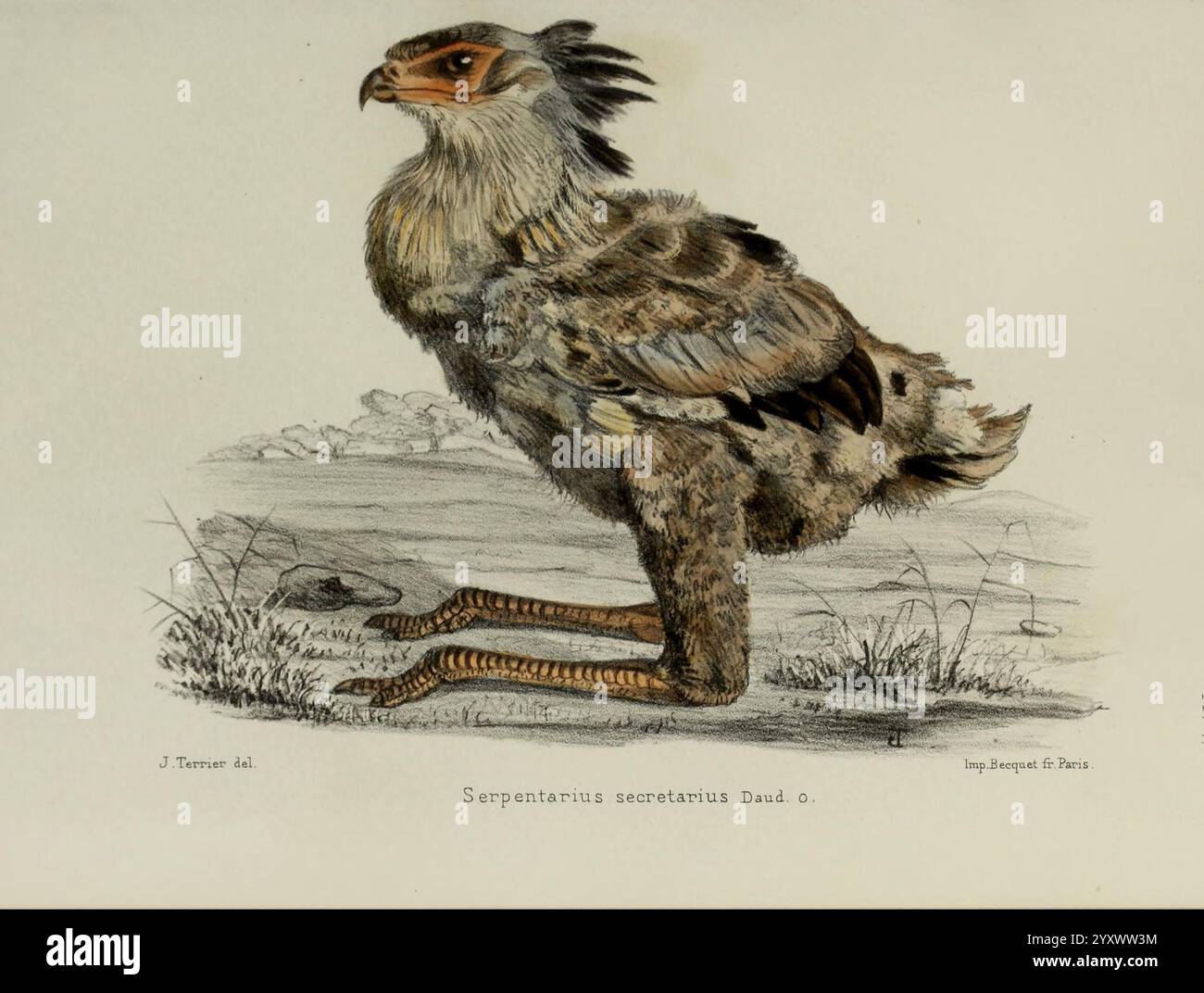 Mammalian traits hi-res stock photography and images - Alamy