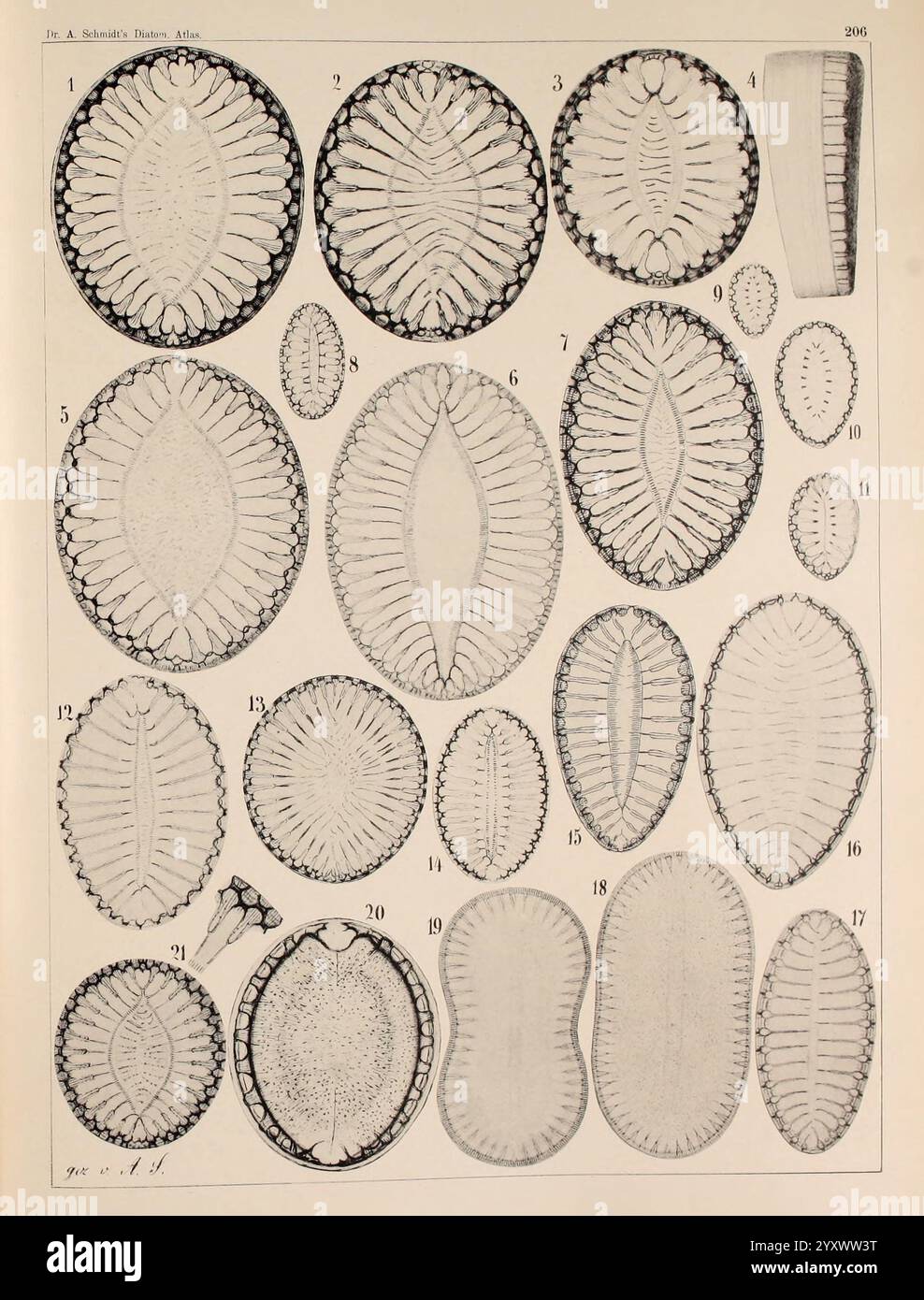 Complexity of shell morphology in nature hi-res stock photography and ...