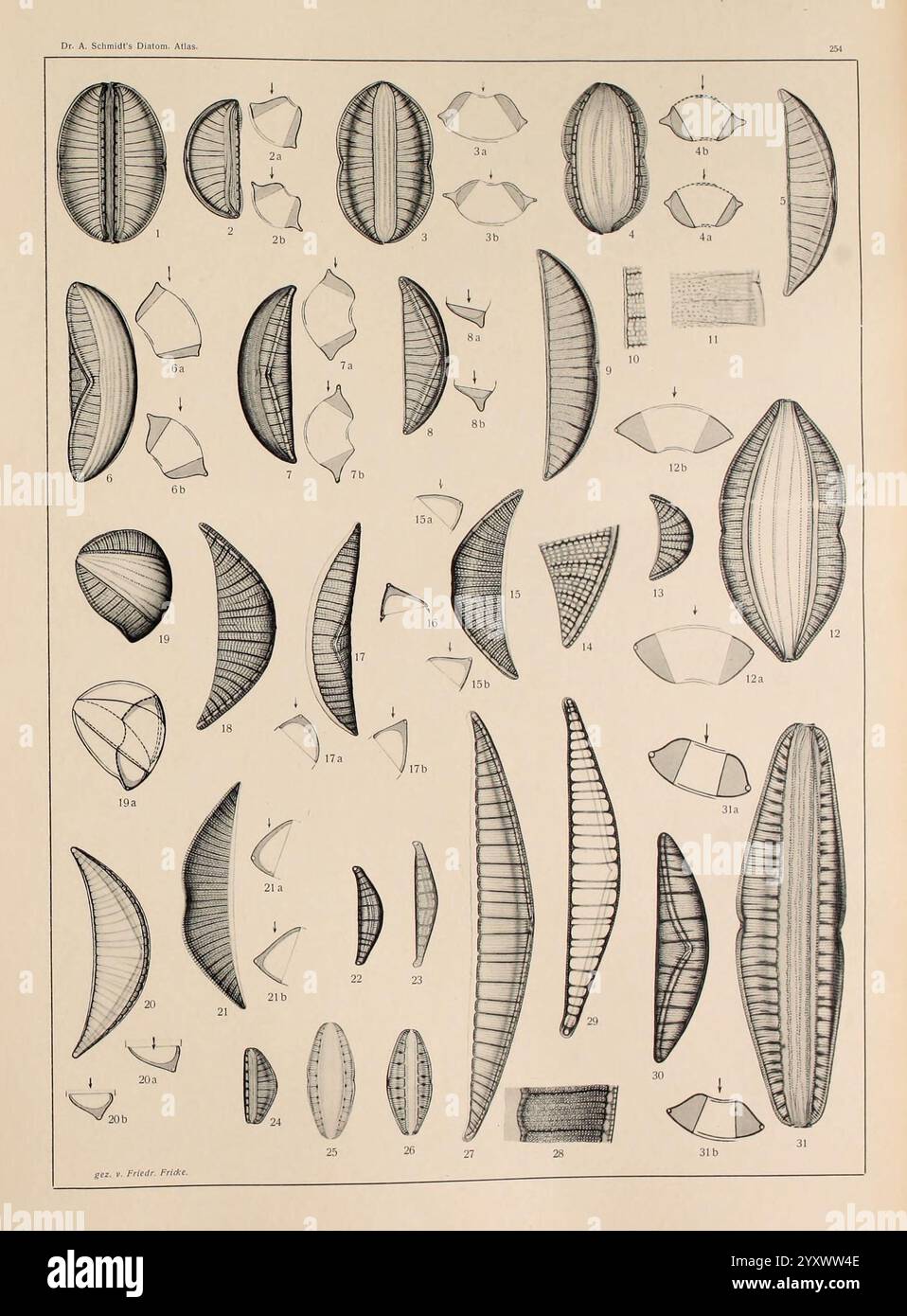 Atlas der Diatomaceen-Kunde, Leipzig, O.R. Reisland, 1874-19, atlases ...