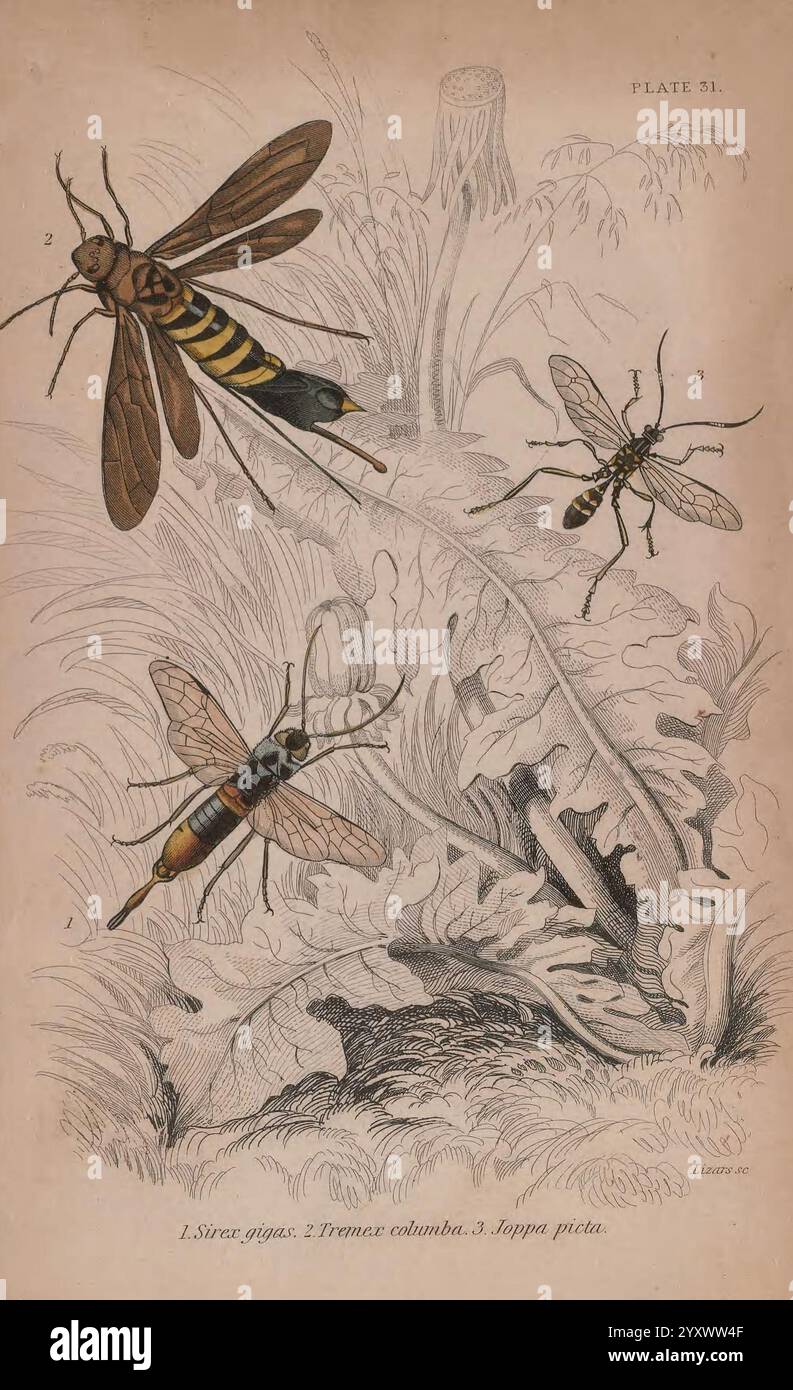 The naturalist's library Edinburgh, W. H. Lizars, 1833-, entomology ...